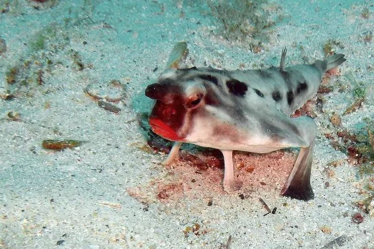 45 Unique and Out-Of-This-World Animals That Deserve Their Own Channel ...